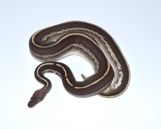 Lesser Leopard Black Head Ball Python by Antique City Pythons LLC