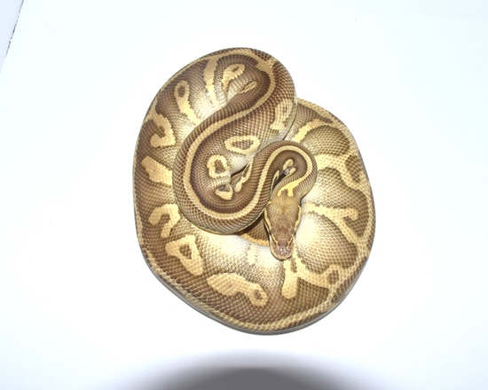 Pastel Lesser Leopard Het Clown (Breeder Ready) Ball Python by Antique ...