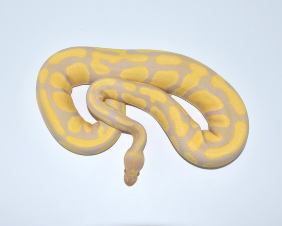 Candy Het Pied Ball Python by Antique City Pythons LLC