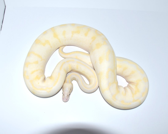 Super Pastel Yellow Belly Gravel (Proven Breeder) Ball Python by ...
