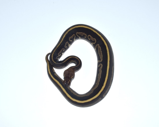 Leopard Black Head Redhead Ball Python by Antique City Pythons LLC