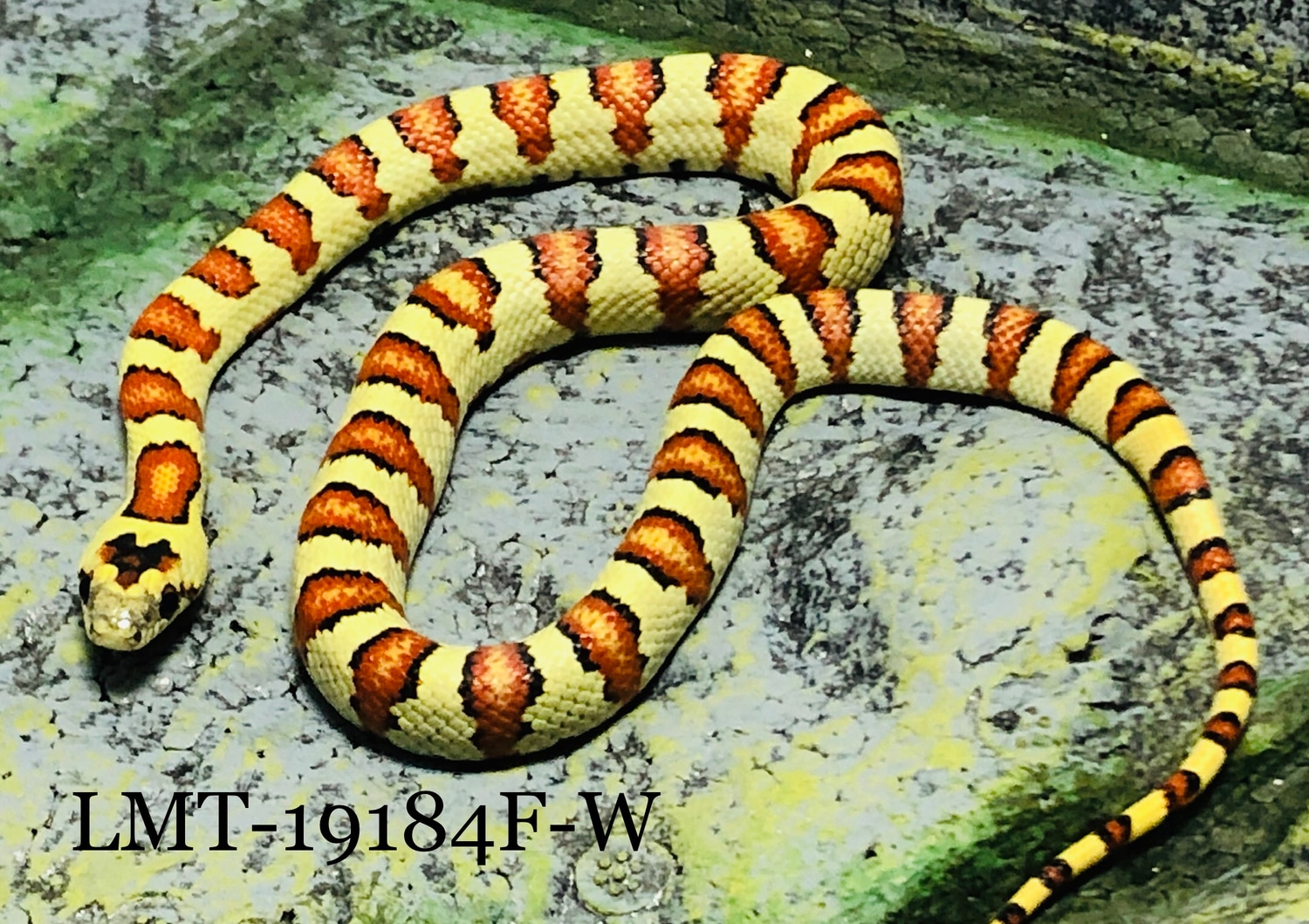 Yellow Variable Kingsnake Nuevo Leon Kingsnake by The Captive Bred ...
