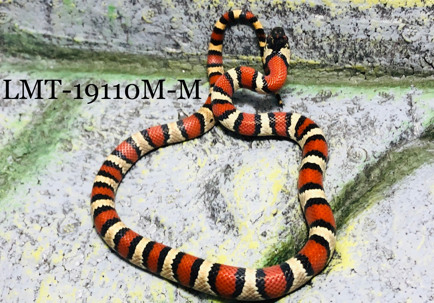 Het Melanistic Variable Kingsnake Nuevo Leon Kingsnake by The Captive ...