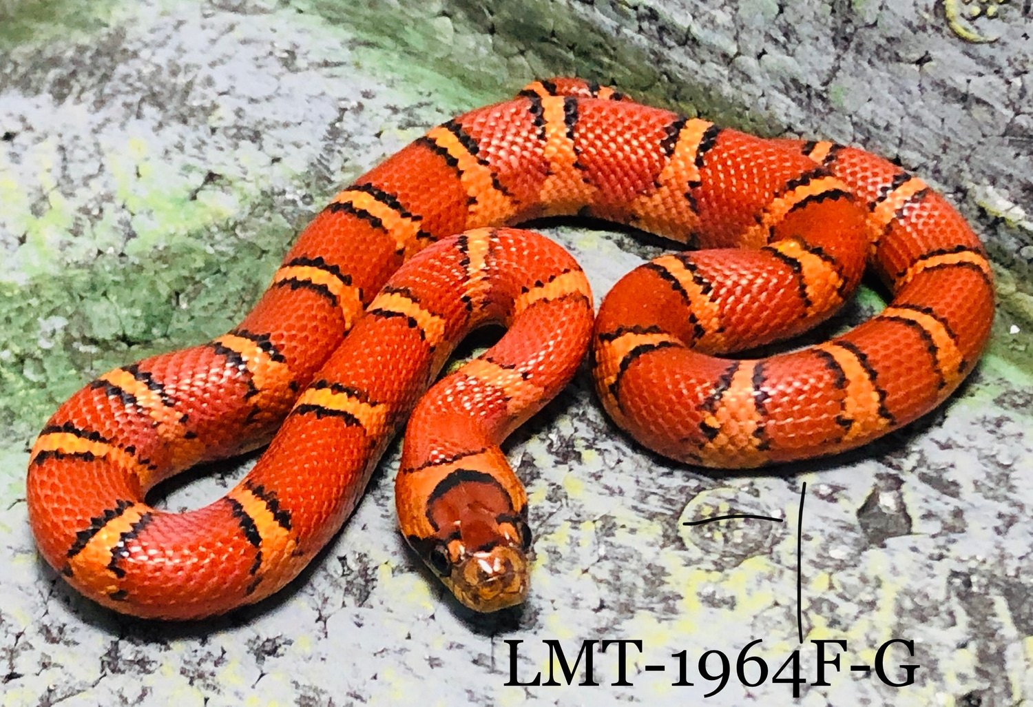 Variable Kingsnake Nuevo Leon Kingsnake by The Captive Bred Studio Inc ...