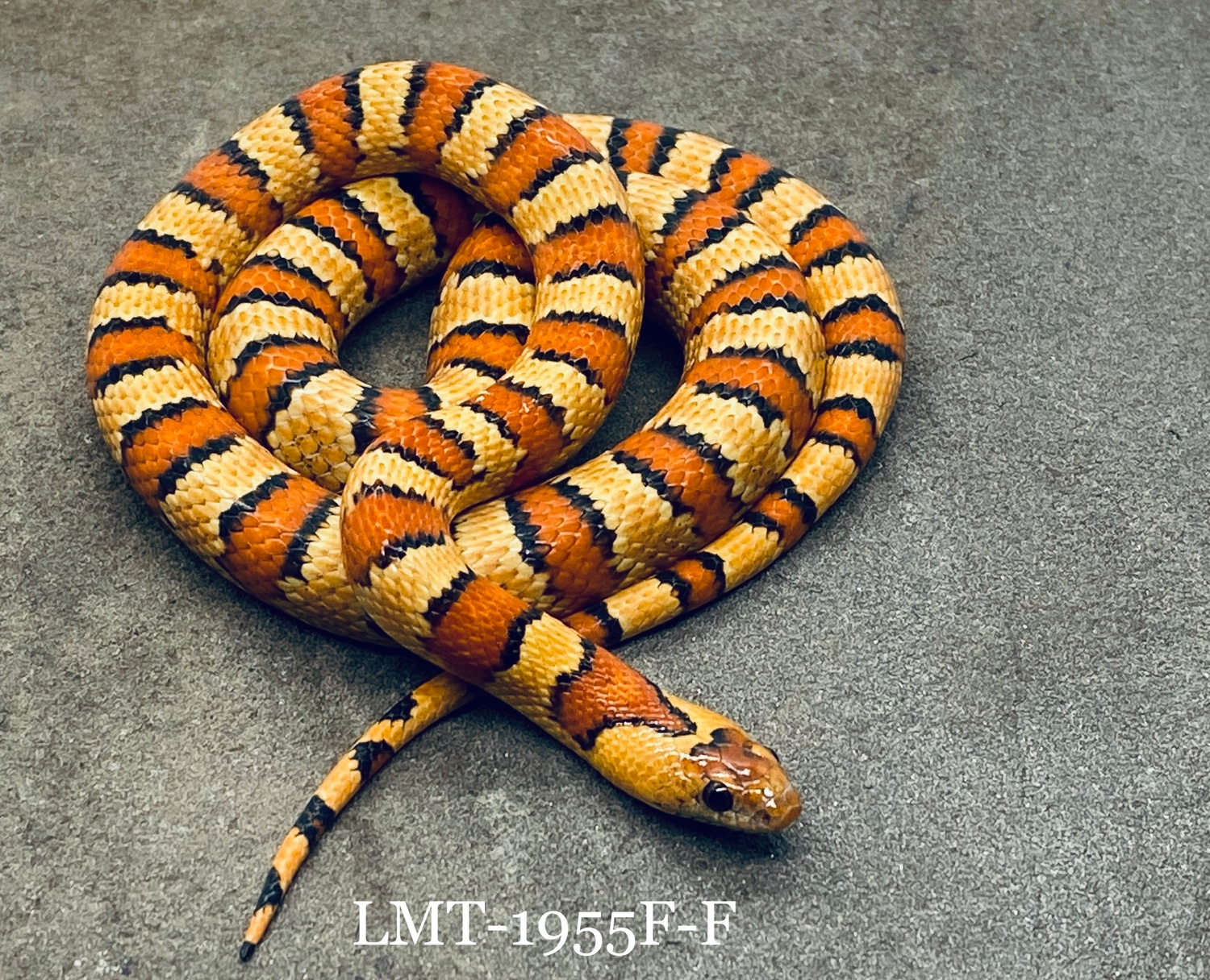 Orange Variable Kingsnake Nuevo Leon Kingsnake by The Captive Bred ...