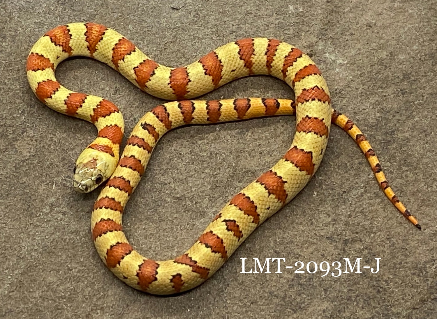 Variable Kingsnake Nuevo Leon Kingsnake by The Captive Bred Studio Inc ...