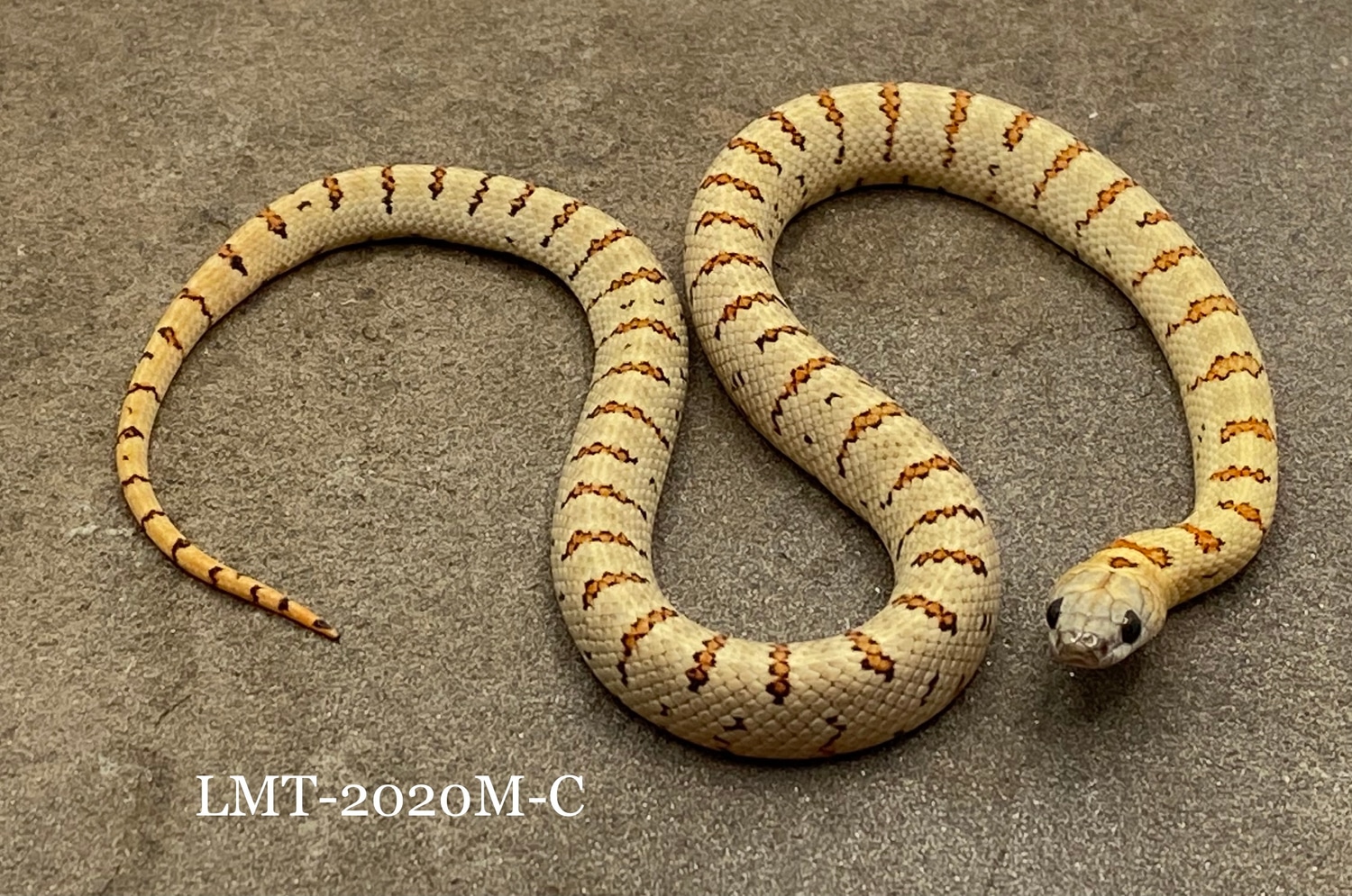 Variable Kingsnake Nuevo Leon Kingsnake by The Captive Bred Studio Inc ...