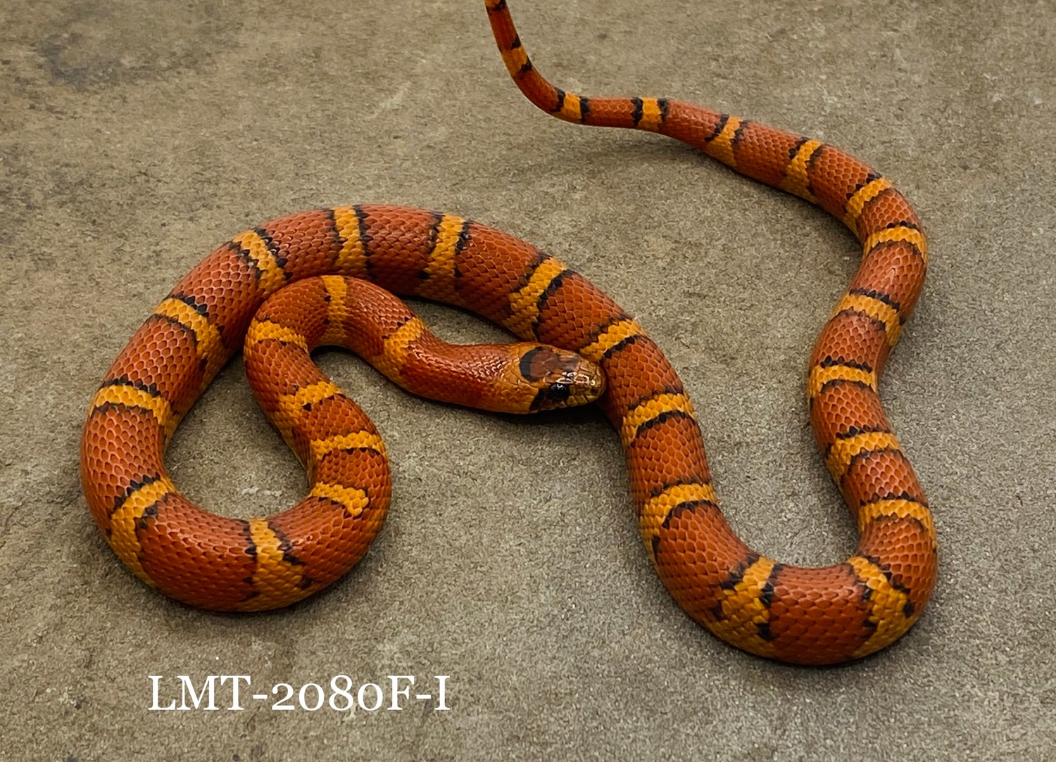 Variable Kingsnake Nuevo Leon Kingsnake by The Captive Bred Studio Inc ...