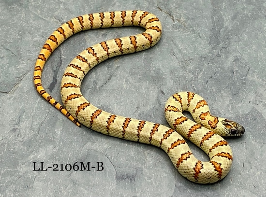 Variable Kingsnake Nuevo Leon Kingsnake by The Captive Bred Studio Inc.