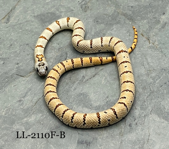 Variable Kingsnake Nuevo Leon Kingsnake by The Captive Bred Studio Inc.