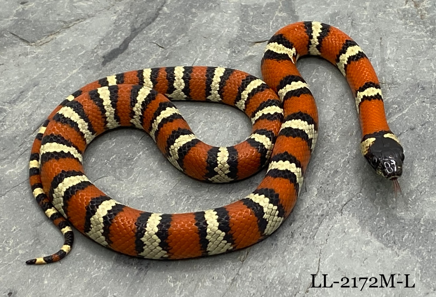 Variable Kingsnake Nuevo Leon Kingsnake by The Captive Bred Studio Inc ...
