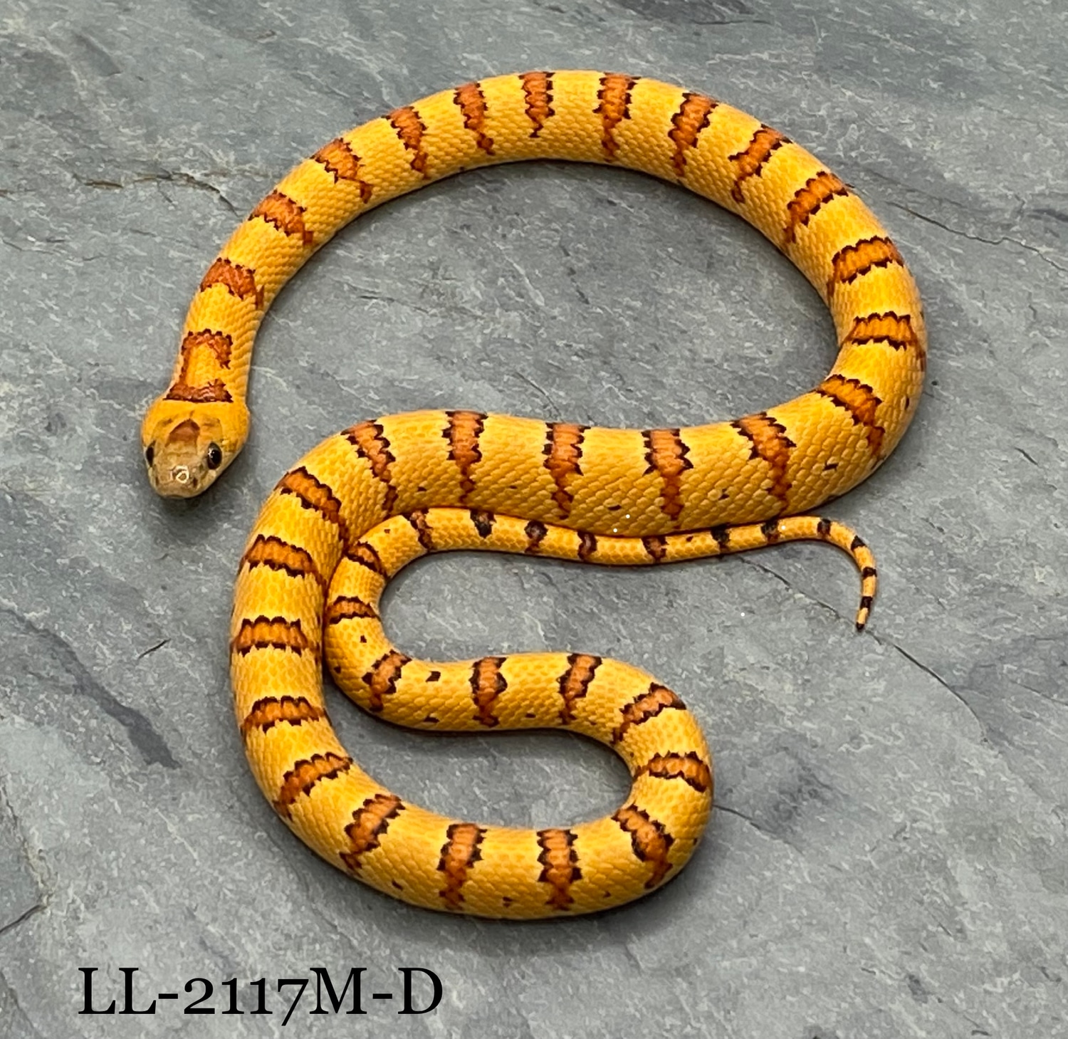 Variable Kingsnake Nuevo Leon Kingsnake by The Captive Bred Studio Inc ...