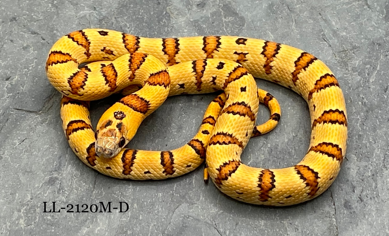 Variable Kingsnake Nuevo Leon Kingsnake by The Captive Bred Studio Inc ...