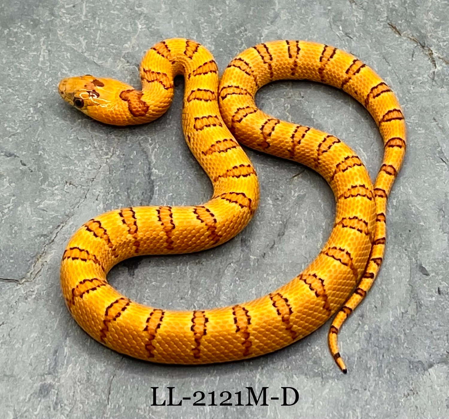 Variable Kingsnake Nuevo Leon Kingsnake by The Captive Bred Studio Inc ...