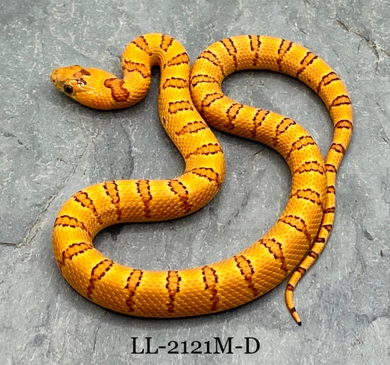 Variable Kingsnake Nuevo Leon Kingsnake by The Captive Bred Studio Inc.