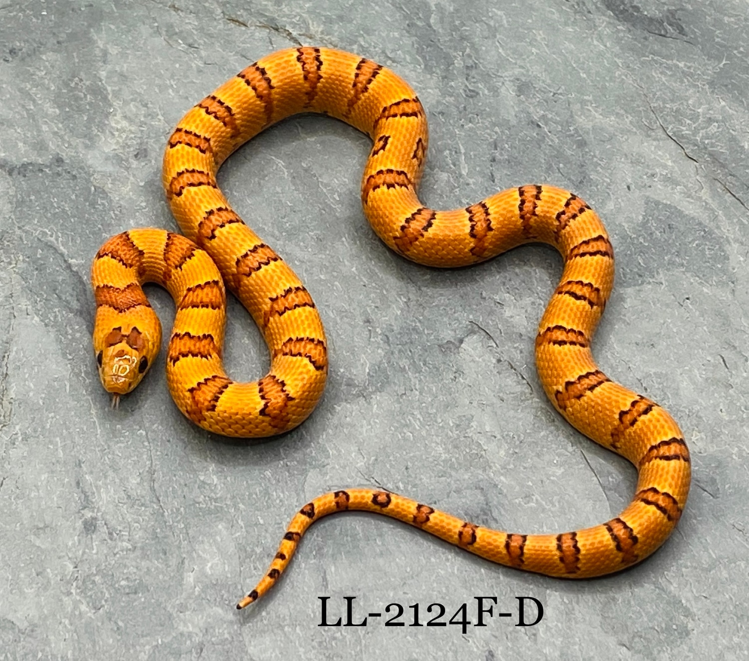Variable Kingsnake Nuevo Leon Kingsnake by The Captive Bred Studio Inc ...