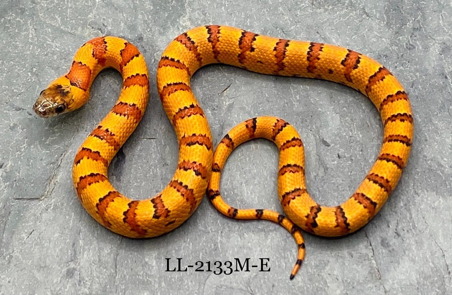 Variable Kingsnake Nuevo Leon Kingsnake by The Captive Bred Studio Inc ...