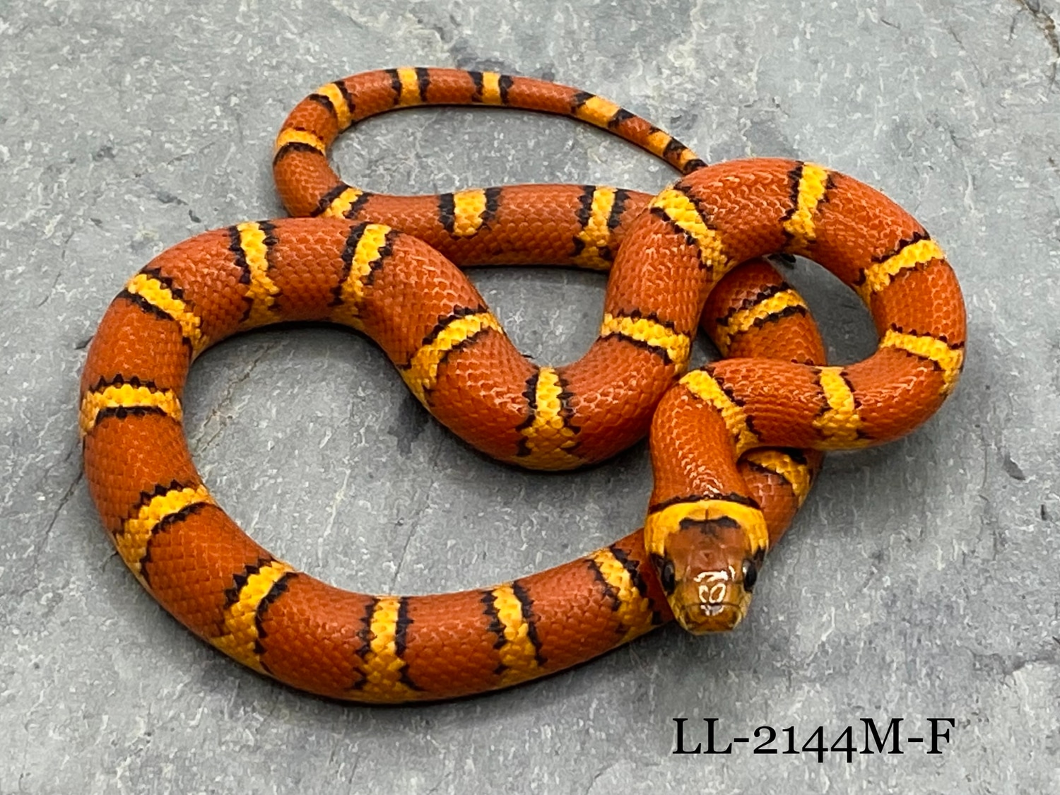 Variable Kingsnake Nuevo Leon Kingsnake by The Captive Bred Studio Inc ...