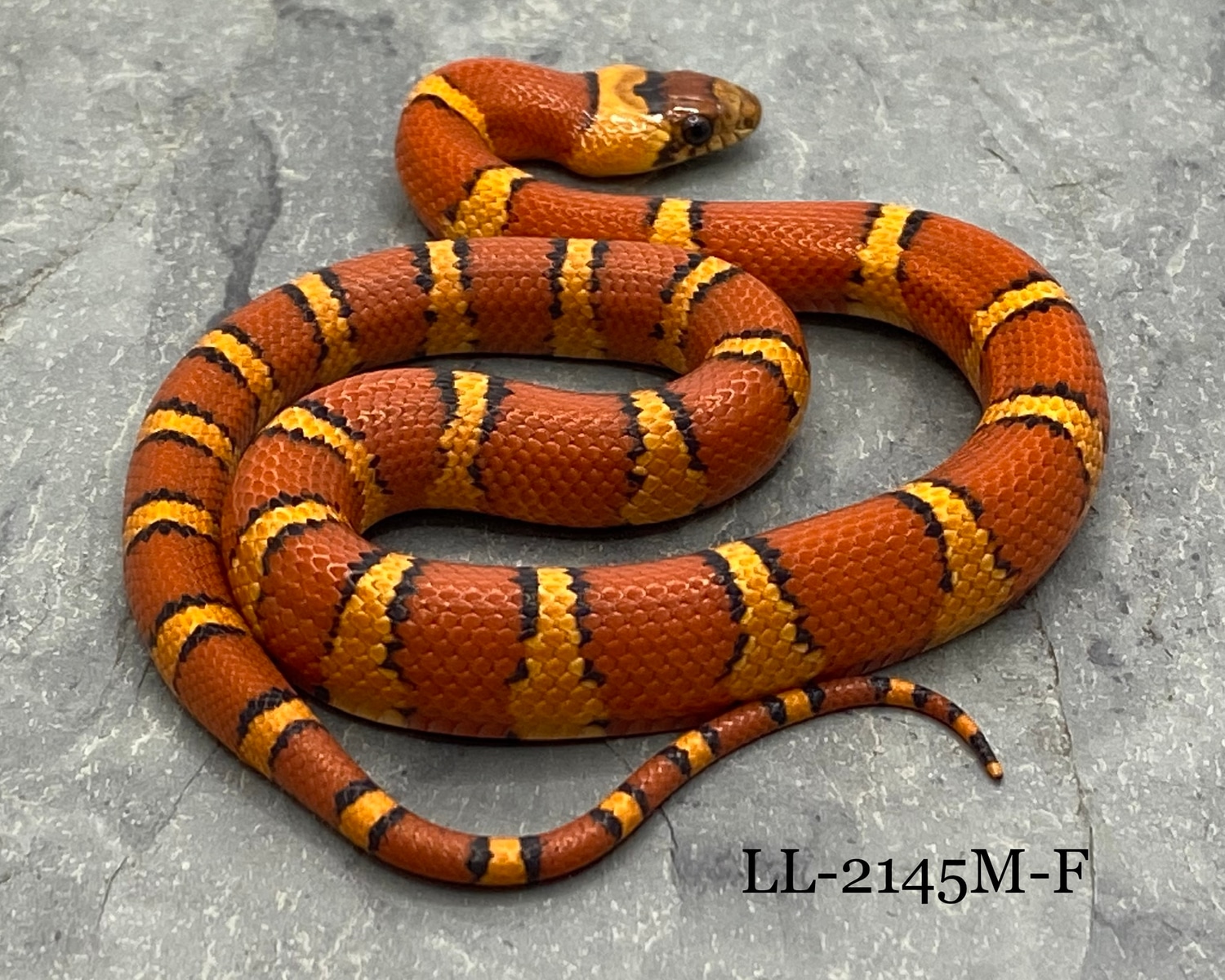 Variable Kingsnake Nuevo Leon Kingsnake by The Captive Bred Studio Inc ...