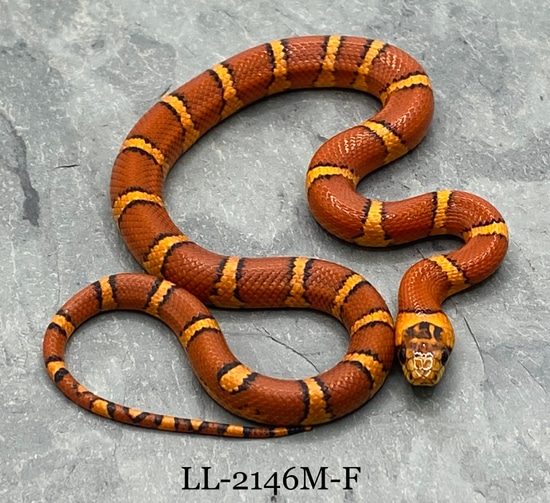 Variable Kingsnake Nuevo Leon Kingsnake by The Captive Bred Studio Inc.