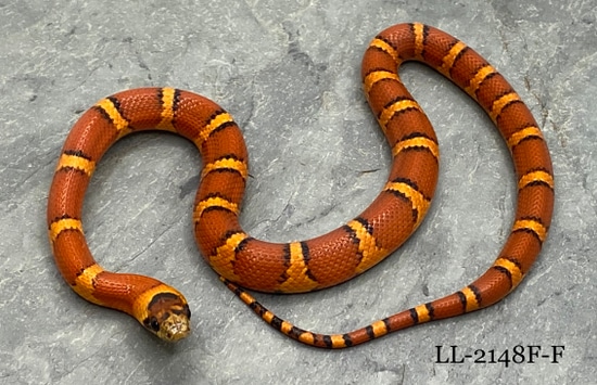 Variable Kingsnake Nuevo Leon Kingsnake by The Captive Bred Studio Inc.