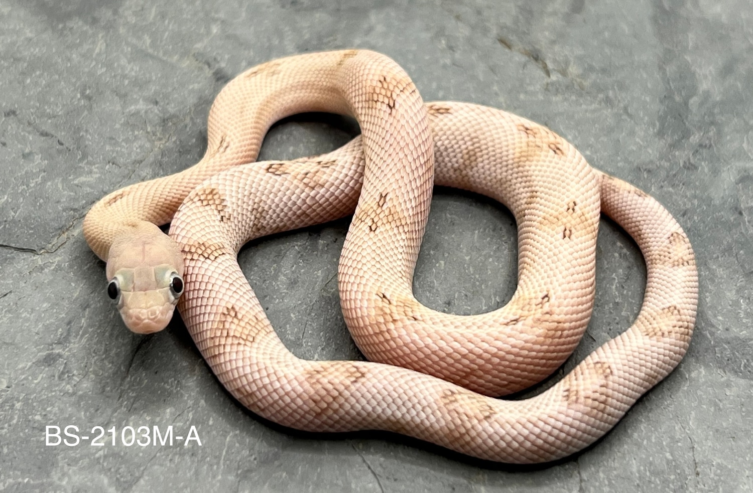Blonde Het. Axanthic Trans-Pecos Rat Snake by The Captive Bred Studio ...