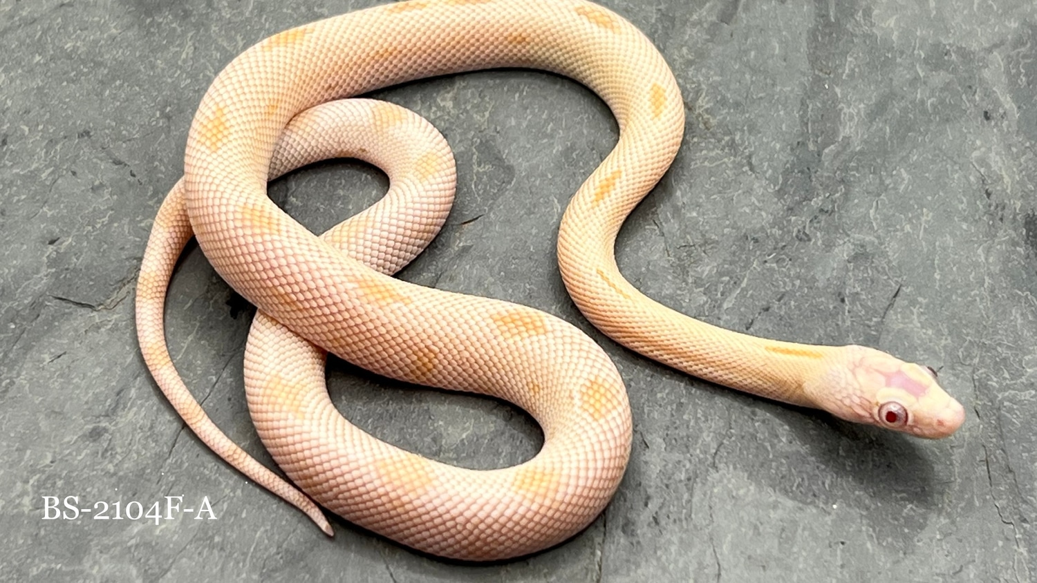 Albino Blonde Phase Trans-Pecos Rat Snake by The Captive Bred Studio ...