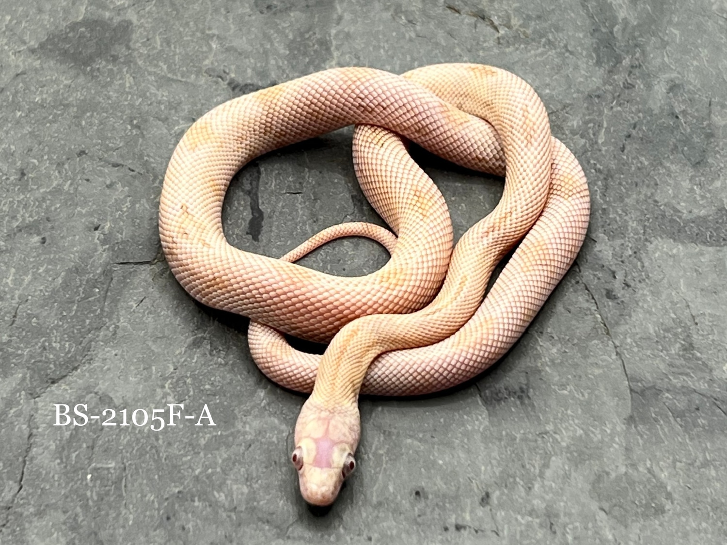Albino Blonde Phase Trans-Pecos Rat Snake by The Captive Bred Studio ...