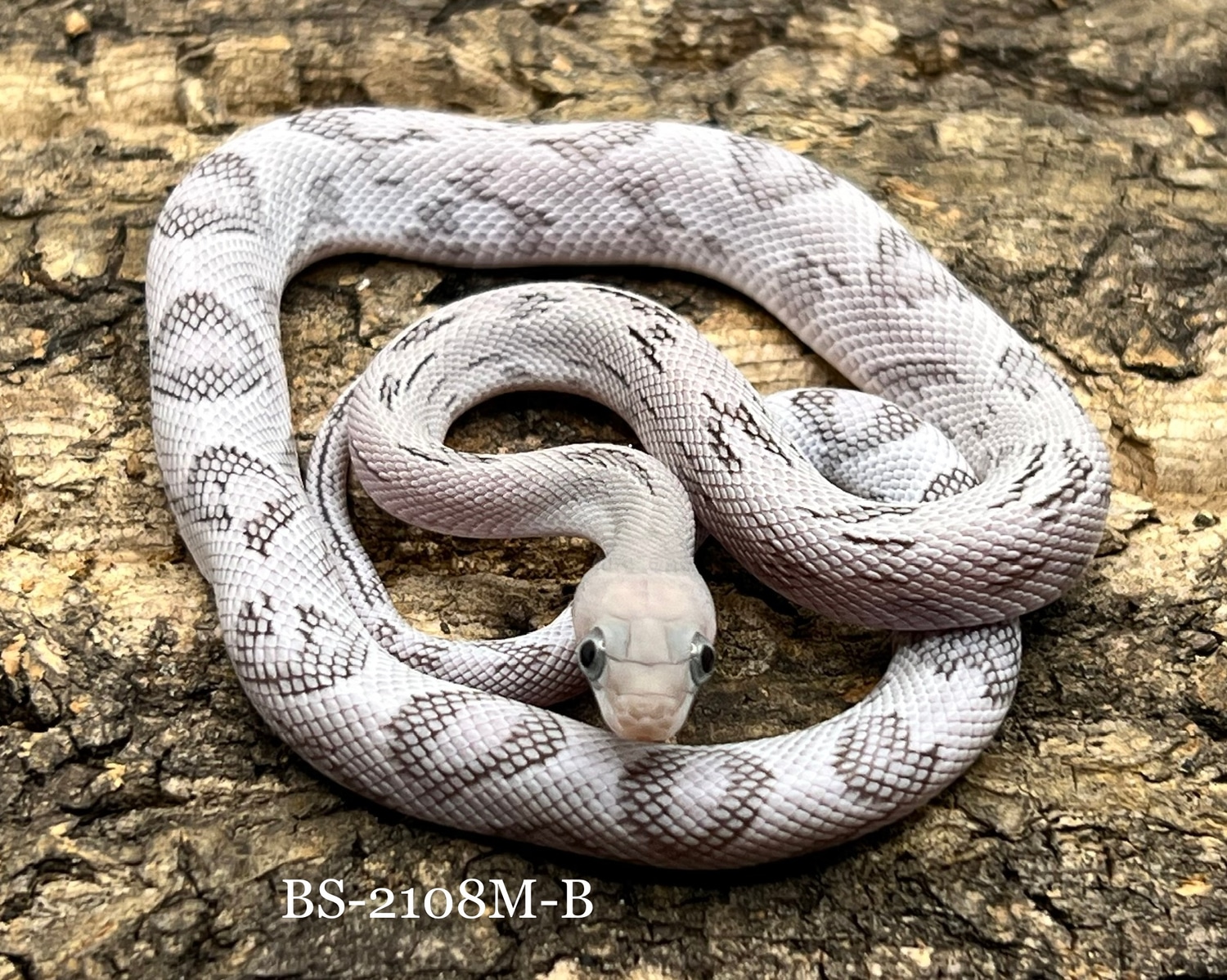 Axanthic Blonde Phase Trans-Pecos Rat Snake by The Captive Bred Studio ...