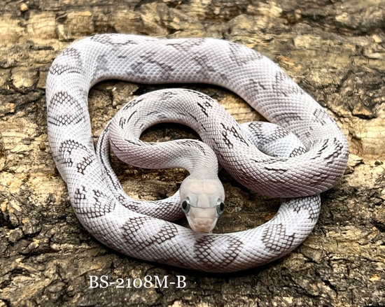 Axanthic Blonde Phase Trans-Pecos Rat Snake by The Captive Bred Studio Inc.