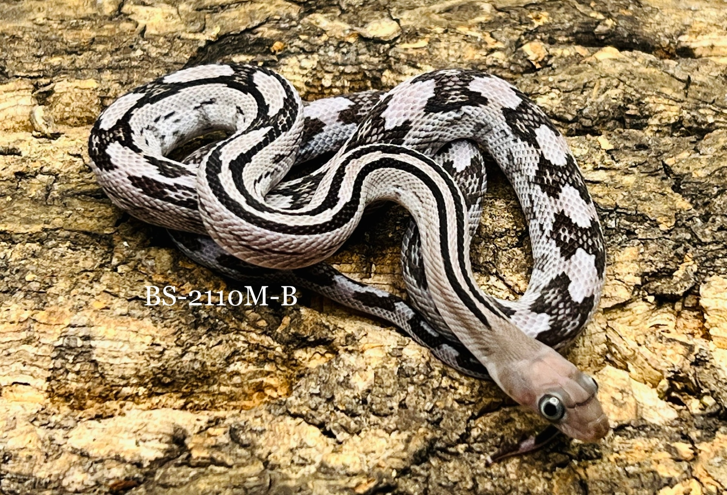 Axanthic Normal Pattern Trans-Pecos Rat Snake by The Captive Bred ...