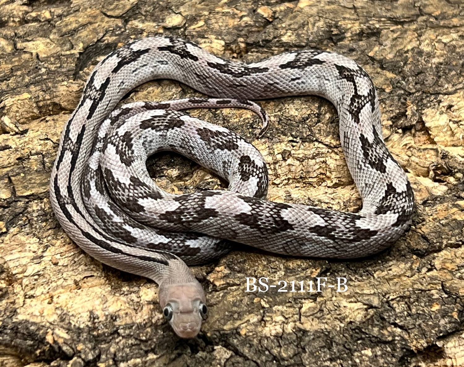 Axanthic Normal Pattern Trans-Pecos Rat Snake by The Captive Bred ...