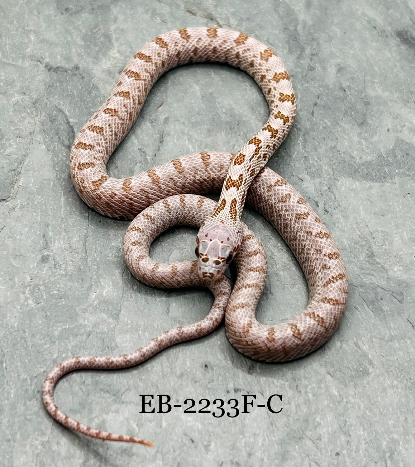 Hypo Baird's Rat Snake by The Captive Bred Studio Inc. - MorphMarket