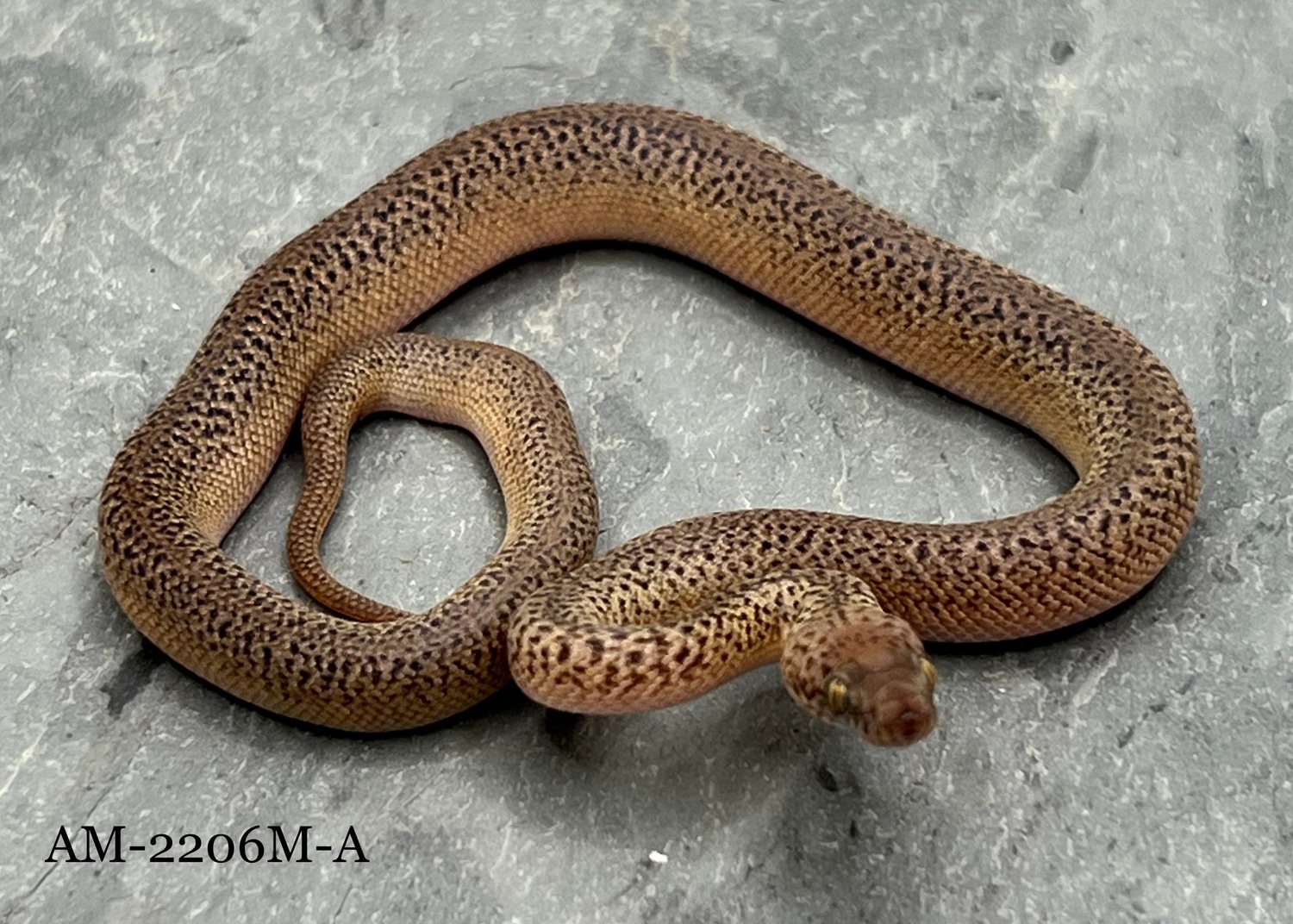 Granite Spotted Python by The Captive Bred Studio Inc. - MorphMarket