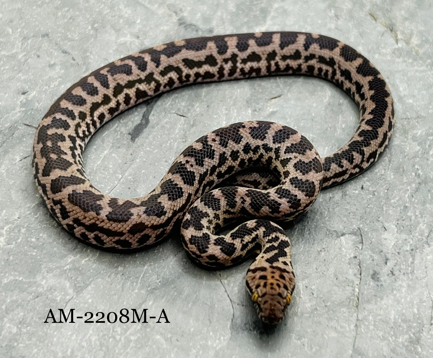 Granite Spotted Python by The Captive Bred Studio Inc. - MorphMarket