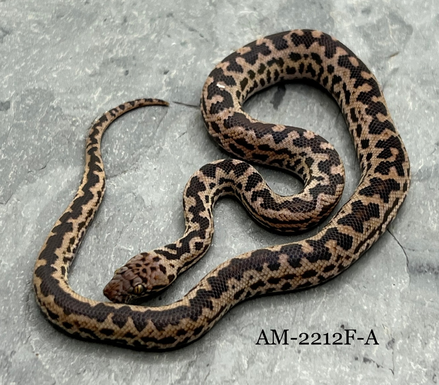 Het Granite Spotted Python by The Captive Bred Studio Inc. - MorphMarket