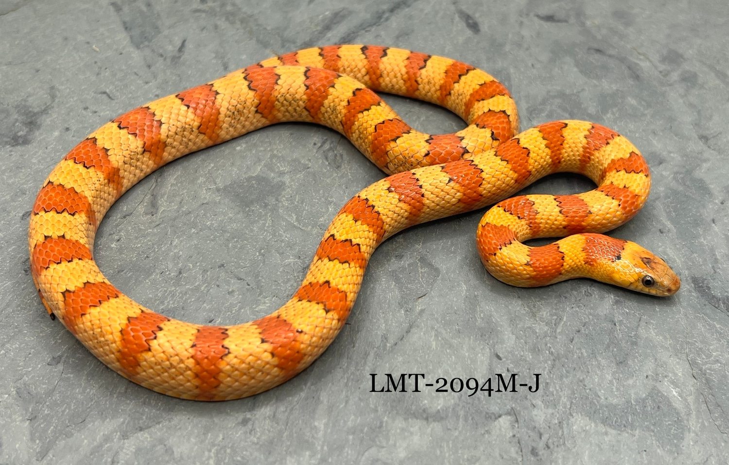 Orange Variable King Nuevo Leon Kingsnake by The Captive Bred Studio ...