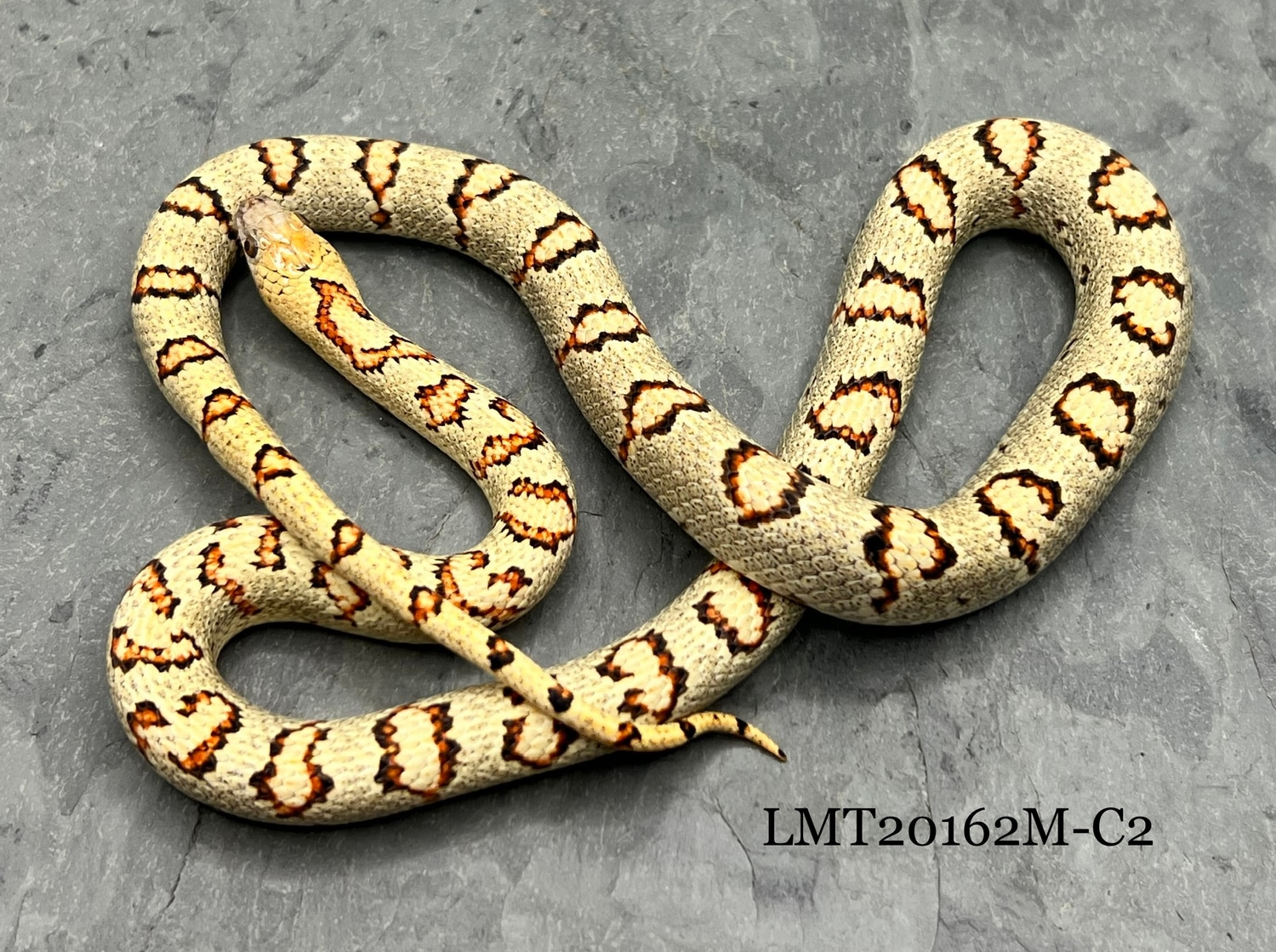 Whiteline Variable King Nuevo Leon Kingsnake by The Captive Bred Studio ...