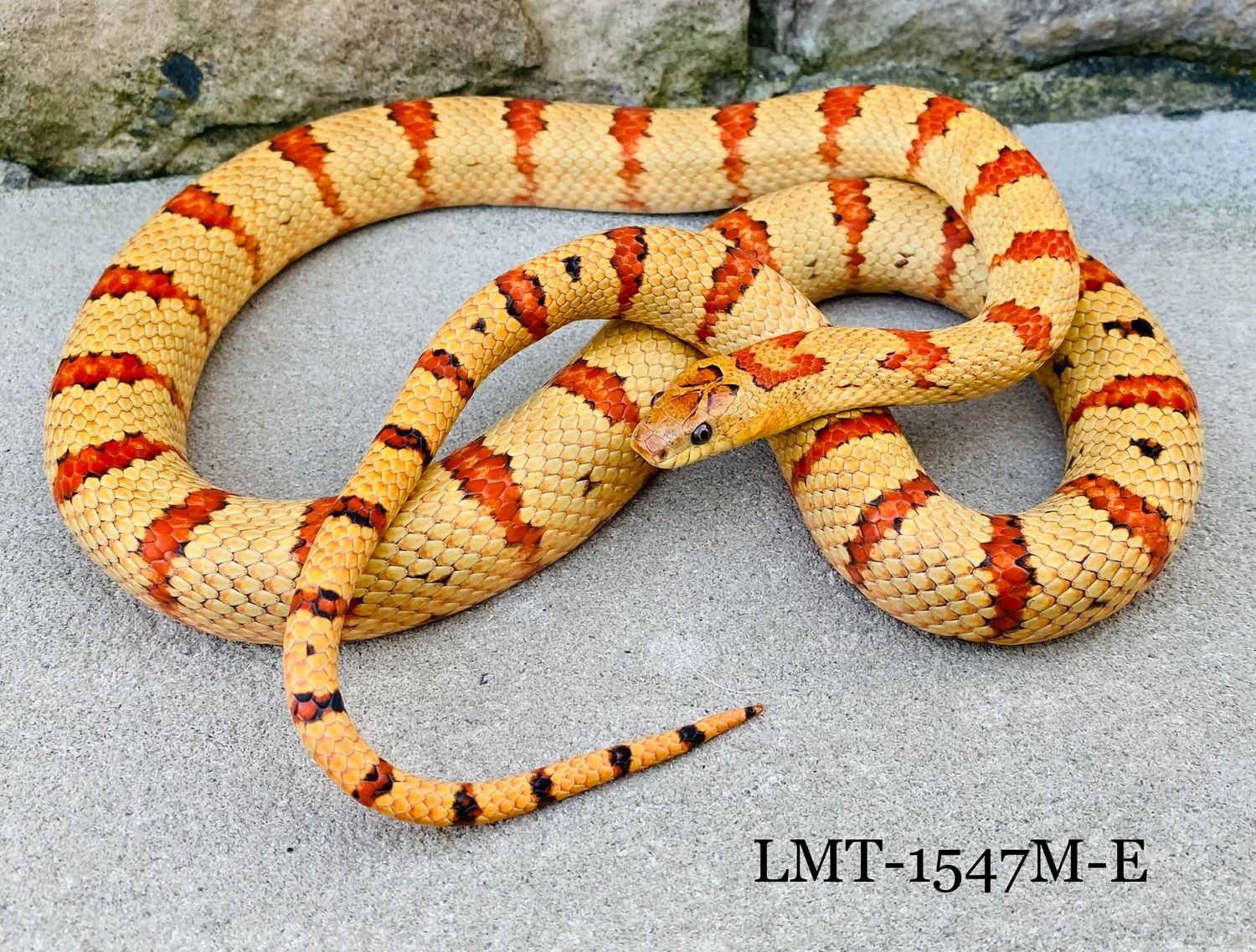 Variable Kingsnake Nuevo Leon Kingsnake by The Captive Bred Studio Inc ...