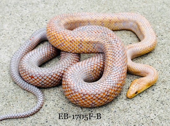 Baird’s Baird's Rat Snake by The Captive Bred Studio Inc.