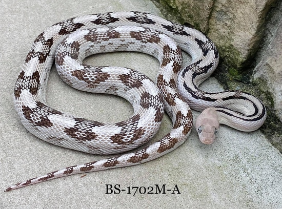 Trans-Pecos Trans-Pecos Rat Snake by The Captive Bred Studio Inc.