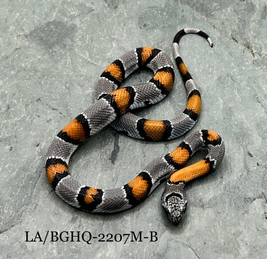 Black Gap HQ Gray-Banded Kingsnake by The Captive Bred Studio Inc.