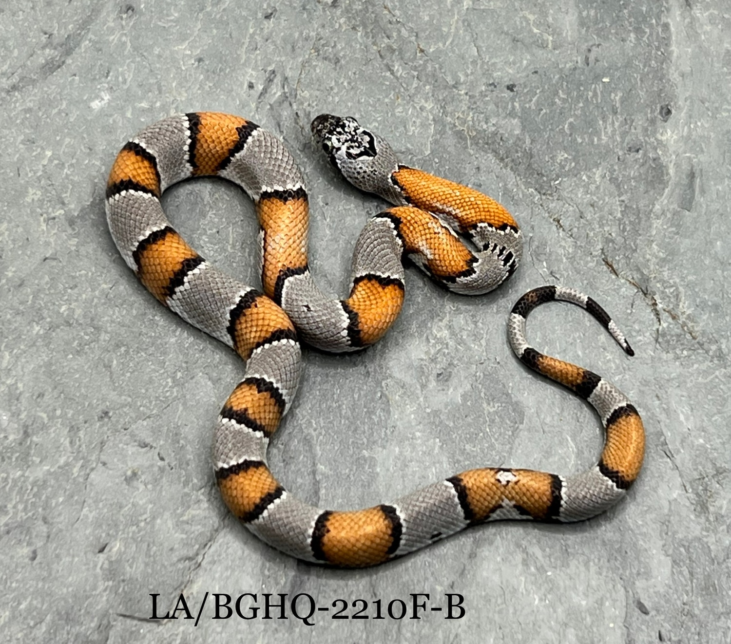 Black Gap HQ Gray-Banded Kingsnake by The Captive Bred Studio Inc. - MorphMarket