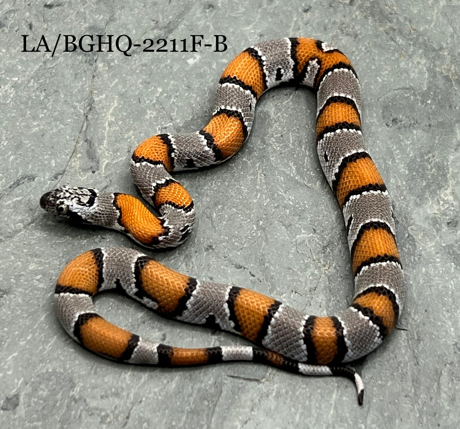 Black Gap HQ Gray-banded Kingsnake by The Captive Bred Studio Inc ...