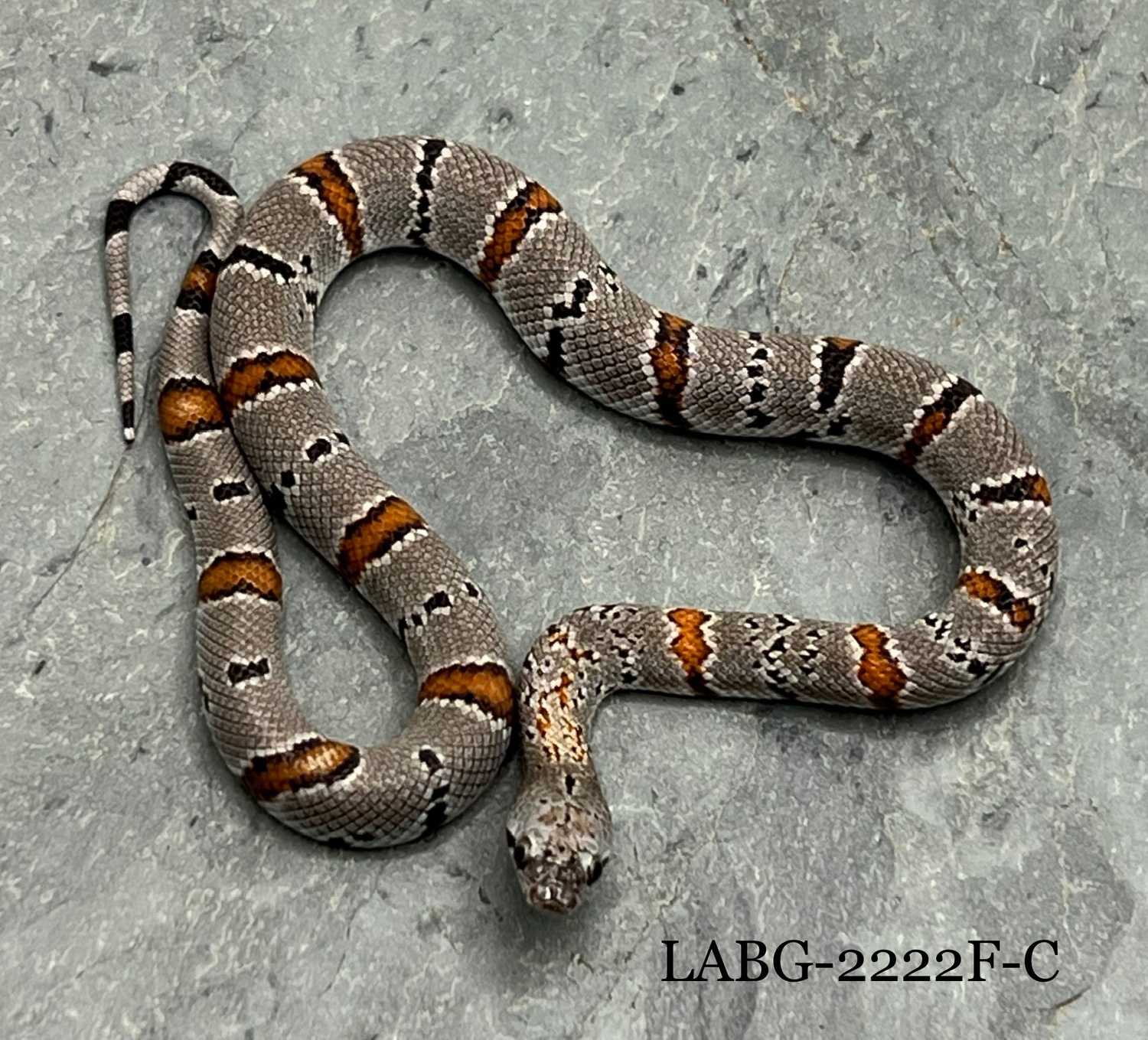 Black Gap Gray-banded Kingsnake by The Captive Bred Studio Inc. - MorphMarket
