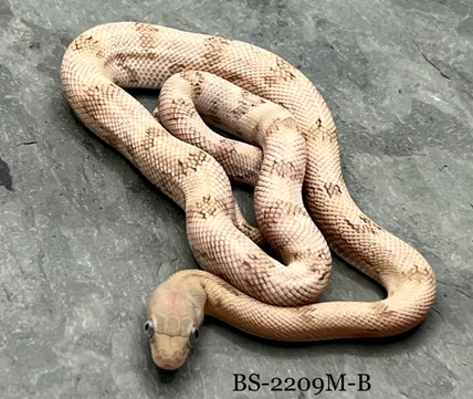 Albino River Road Trans-Pecos Rat Snake by The Captive Bred Studio Inc ...
