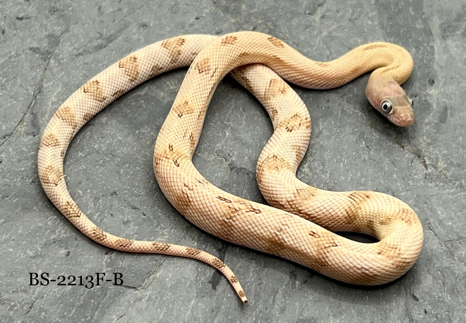 Blonde Phase Trans-Pecos Rat Snake by The Captive Bred Studio Inc ...