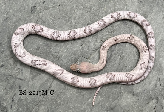 Axanthic Blonde Trans-Pecos Rat Snake by The Captive Bred Studio Inc.