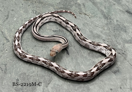 Axanthic Trans-Pecos Rat Snake by The Captive Bred Studio Inc.