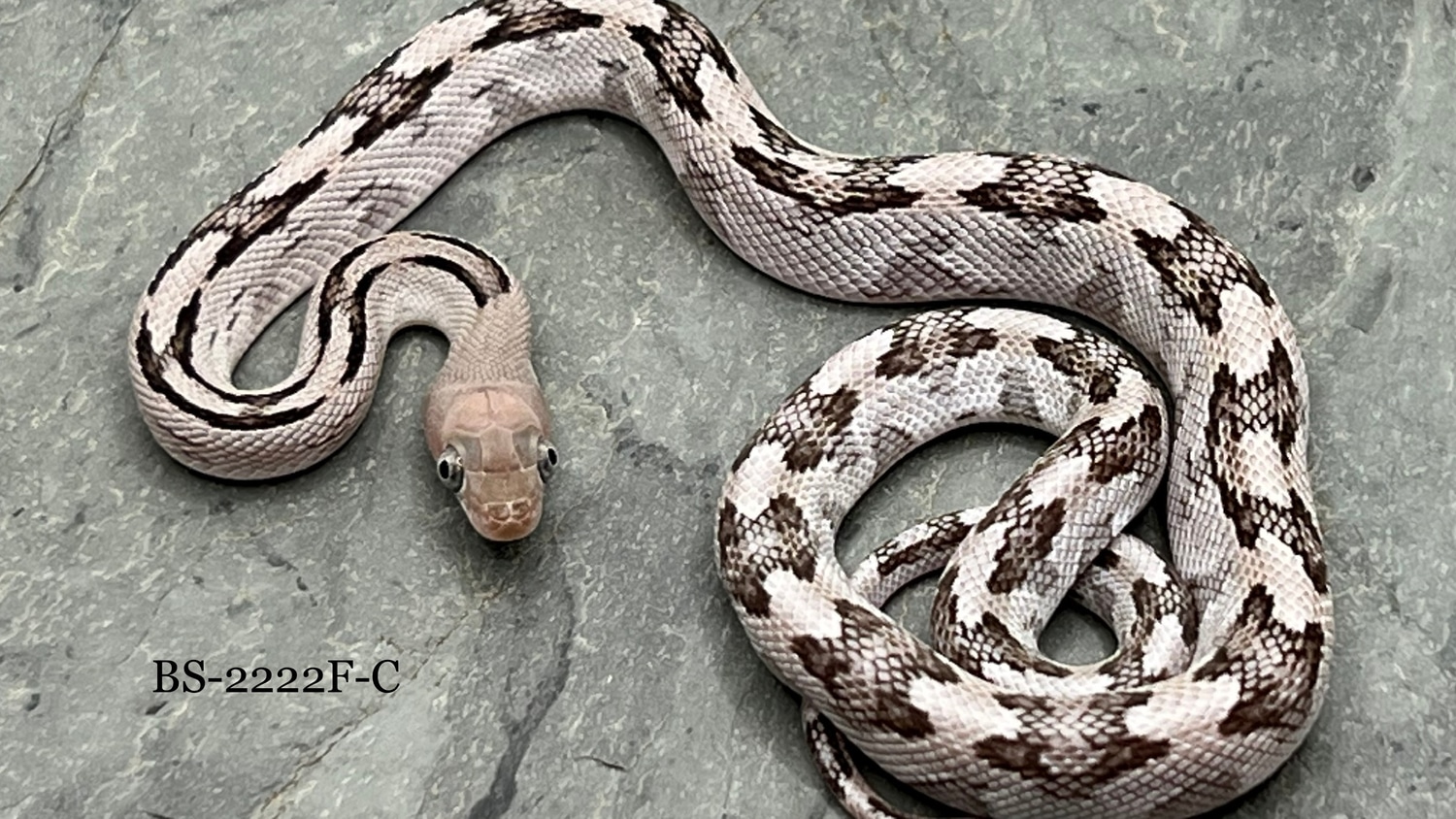 Axanthic Trans-Pecos Rat Snake by The Captive Bred Studio Inc ...
